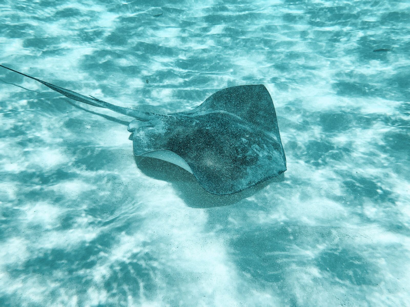 Stingray Encounter in the Bahamas: A Must-Do Excursion